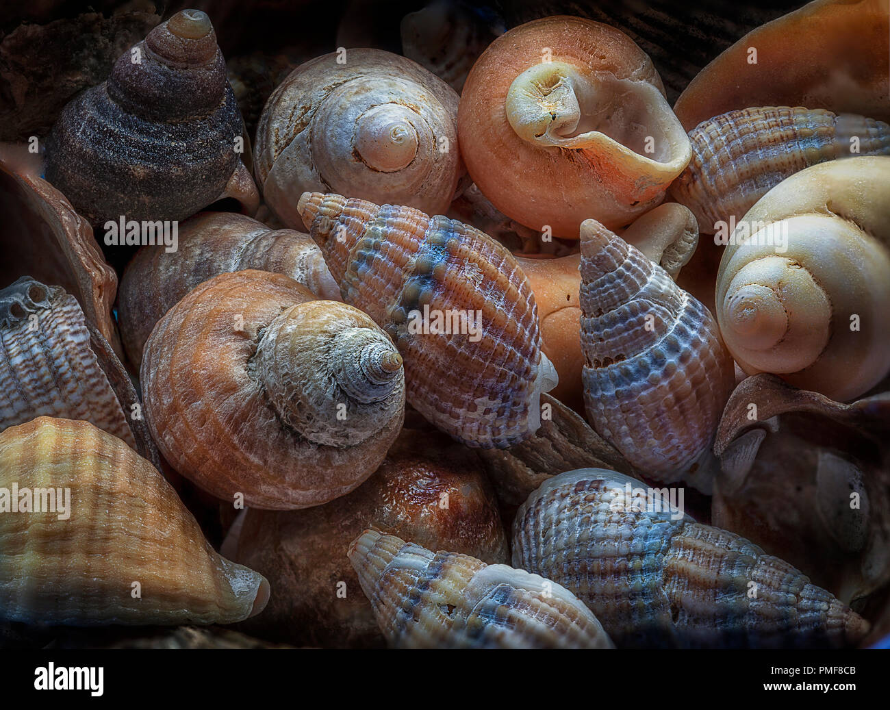 Netted dog whelks Stock Photo - Alamy