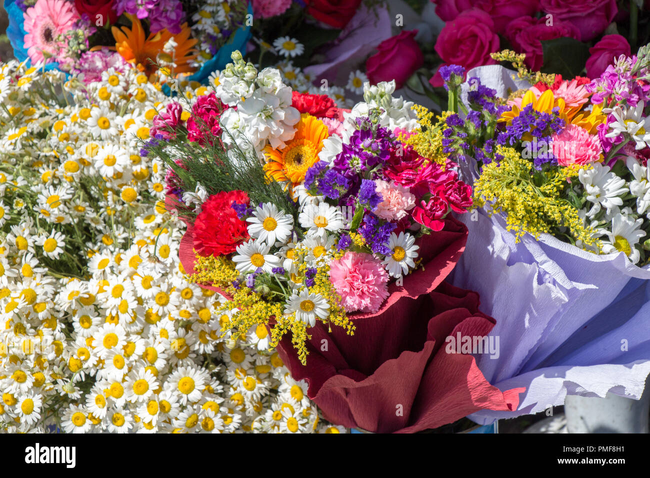 Blooming beautiful colorful fresh natural flowers in view Stock Photo ...
