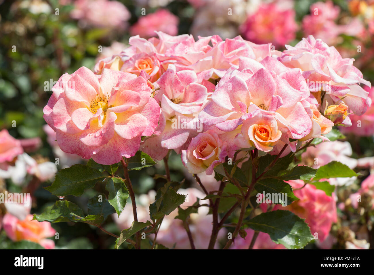 Blooming beautiful bunch of roses in spring garden Stock Photo - Alamy