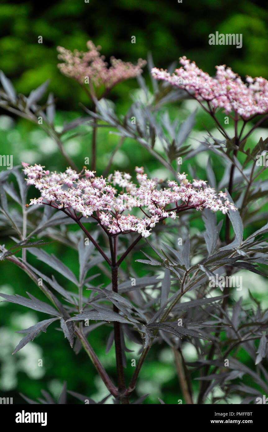 Sambucus drink hi-res stock photography and images - Alamy