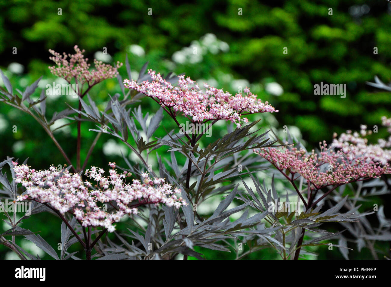 Sambucus drink hi-res stock photography and images - Alamy