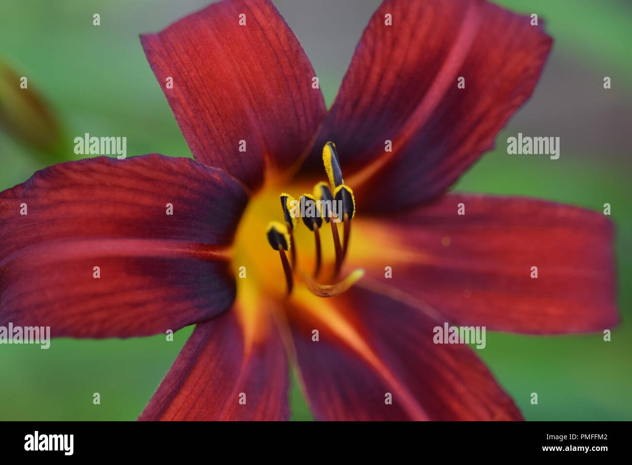Pirate flower hi-res stock photography and images - Alamy