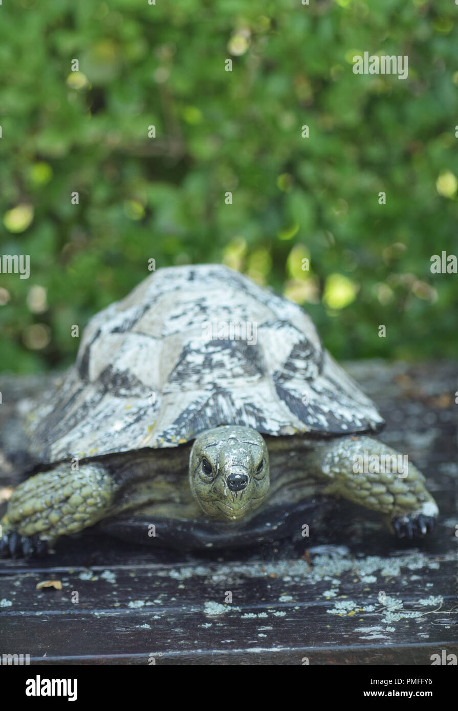 Tortoise Sculpture High Resolution Stock Photography and Images - Alamy