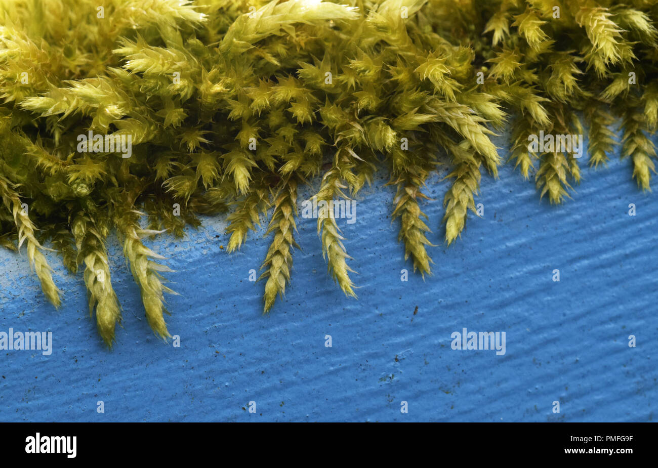 Mosses growing hi-res stock photography and images - Alamy