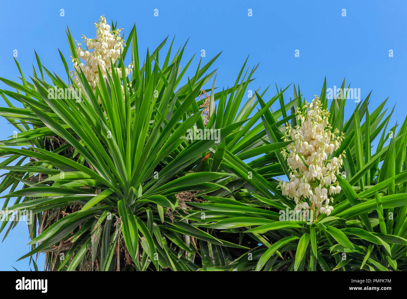 Yucca gloriosa, Yucca plant in flower, Blue Sky Background, Andalucía ...