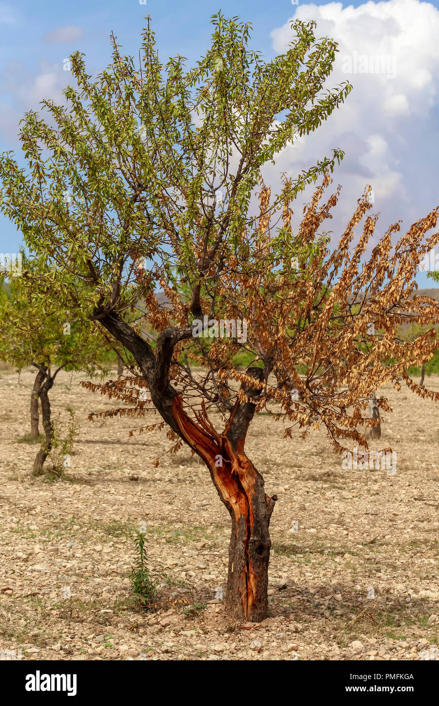 P dulcis hi-res stock photography and images - Alamy