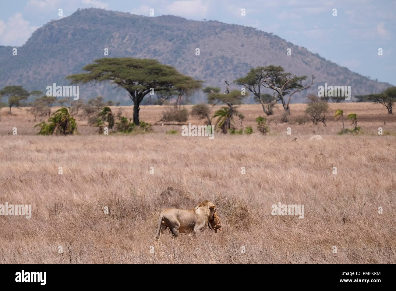 A mature male lion carrying a dead lion cub which he killed in the ...