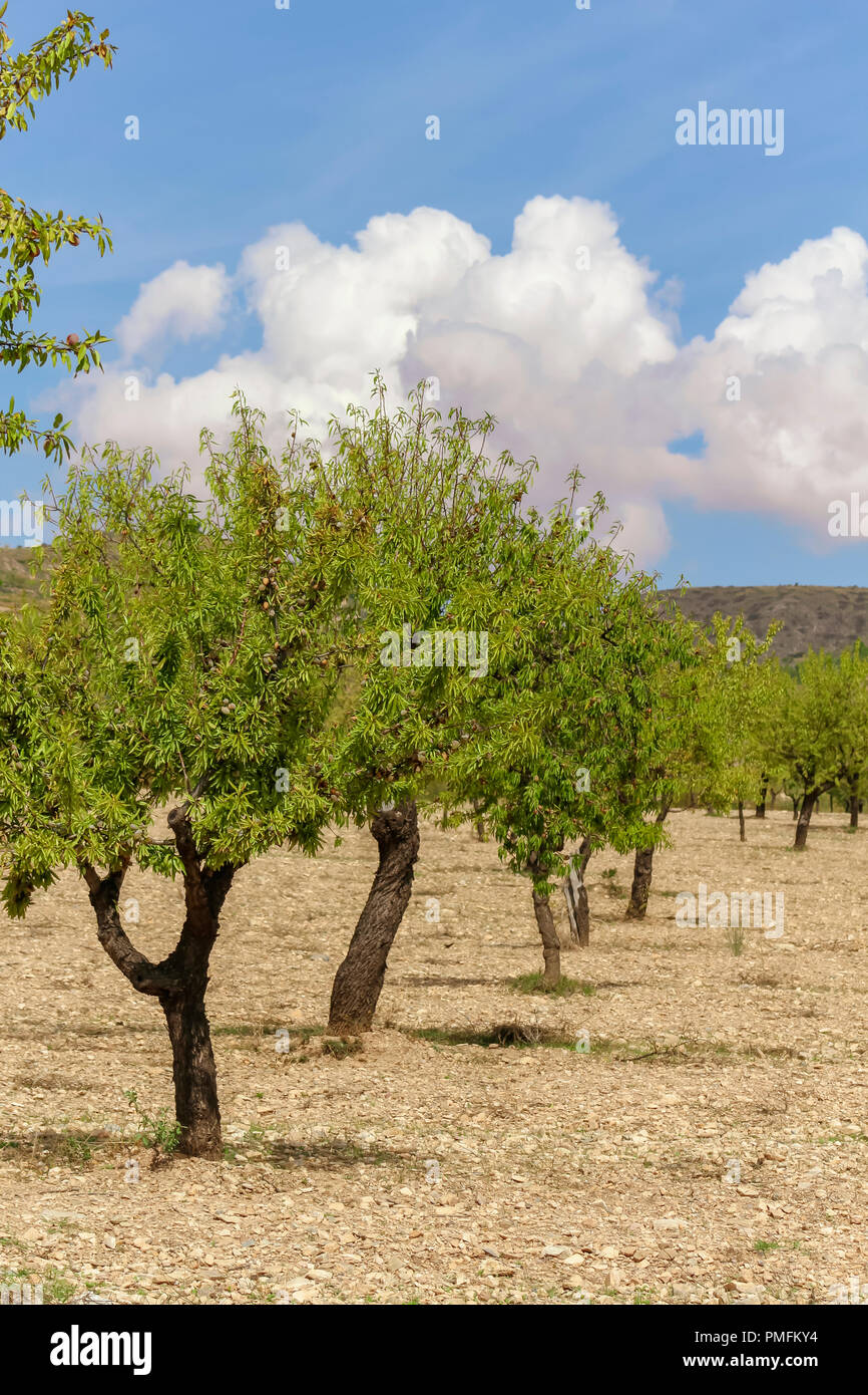 Prunus dulcis, Almond trees ready for harvesting, Andalusia Spain Stock ...