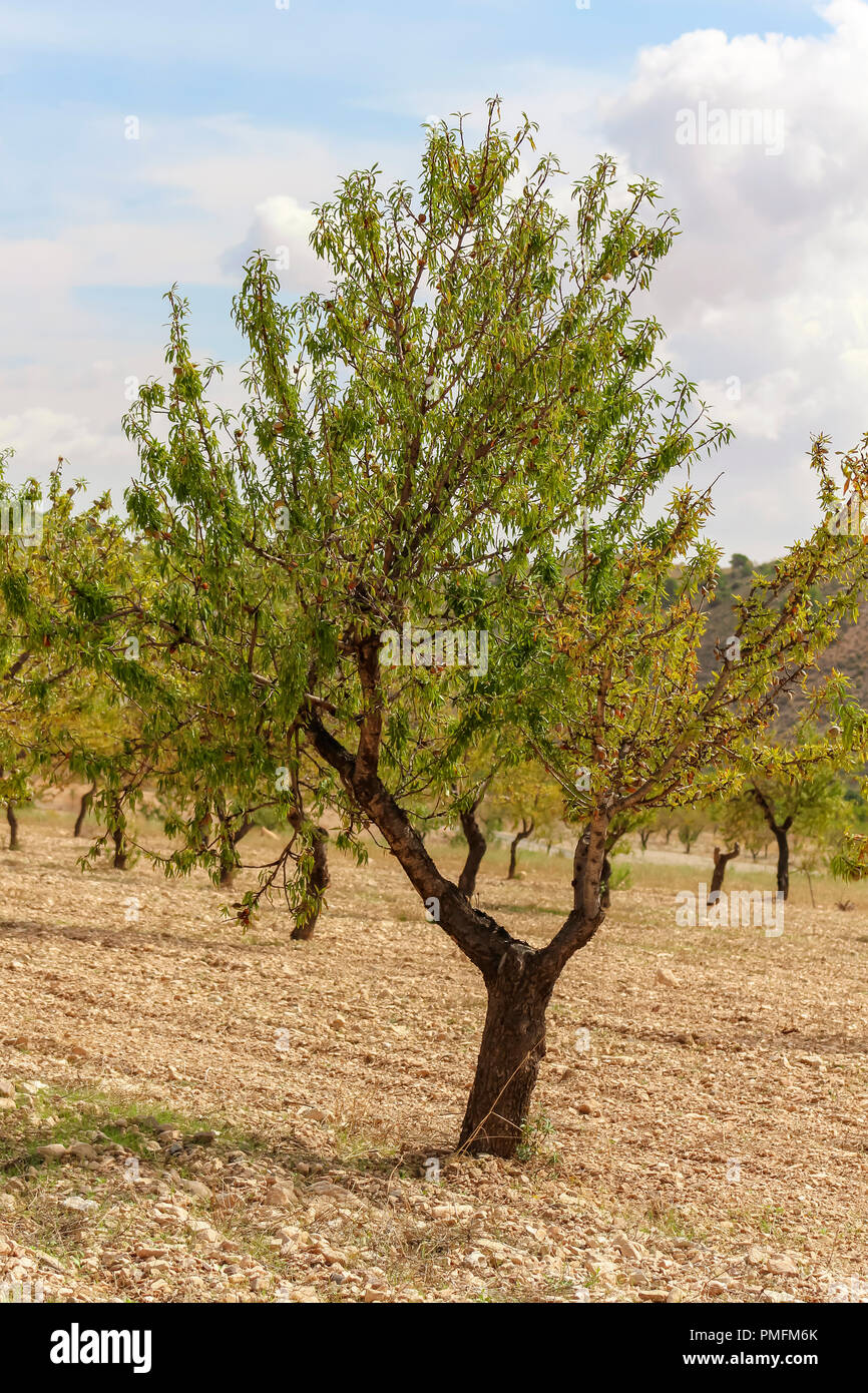 Prunus dulcis, Almond trees ready for harvesting, Andalusia Spain Stock ...