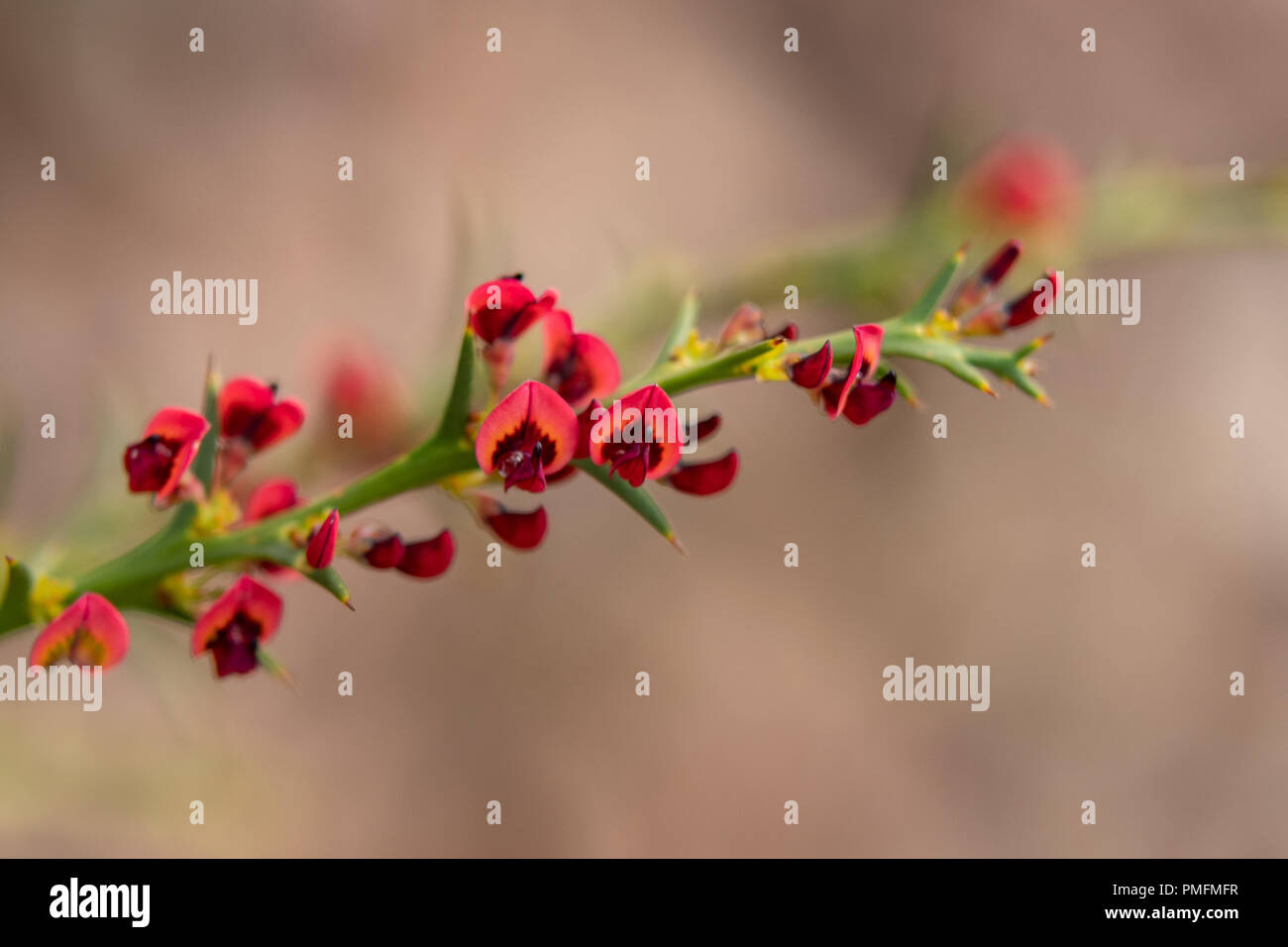 Australian native pea flowers hi-res stock photography and images - Alamy