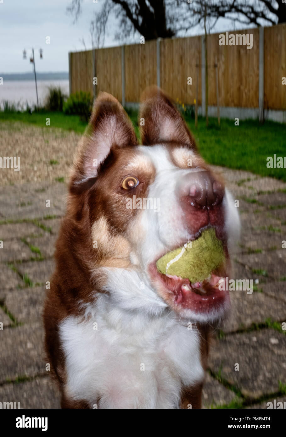 Border Collie Back High Resolution Stock Photography and Images - Alamy