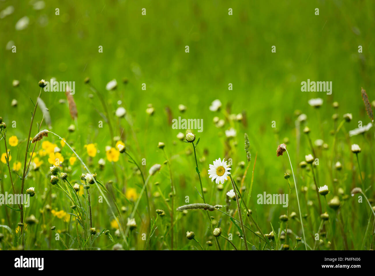 Pasture flowers hi-res stock photography and images - Alamy
