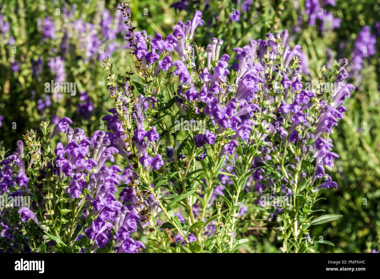 Baikal Skullcap, Scutellaria baicalensis Stock Photo - Alamy