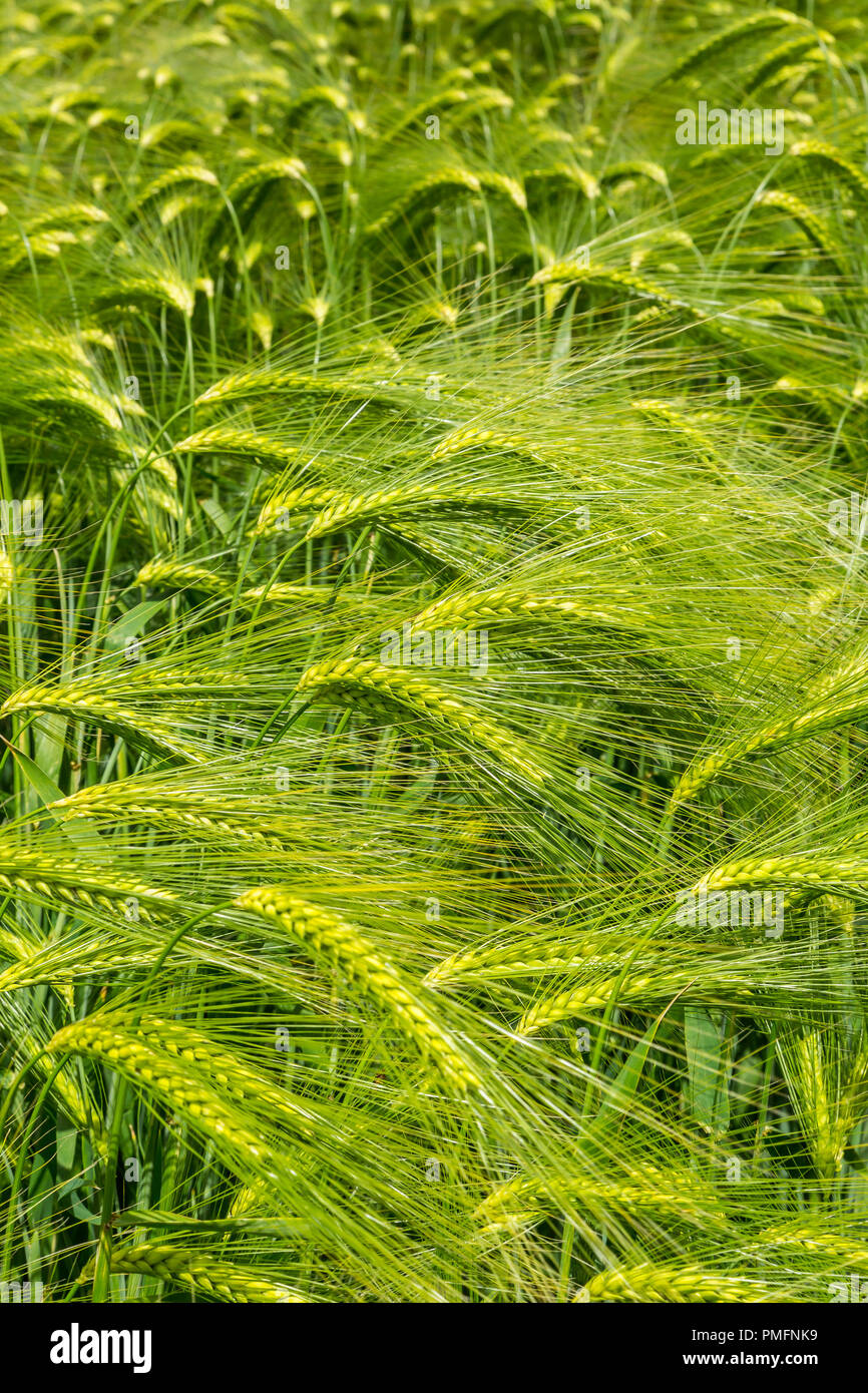 Barley production hi-res stock photography and images - Alamy
