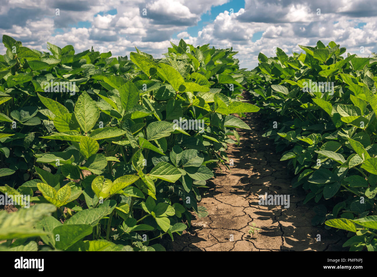 Organic soybean crop growing in the field with beautiful summer sky in ...