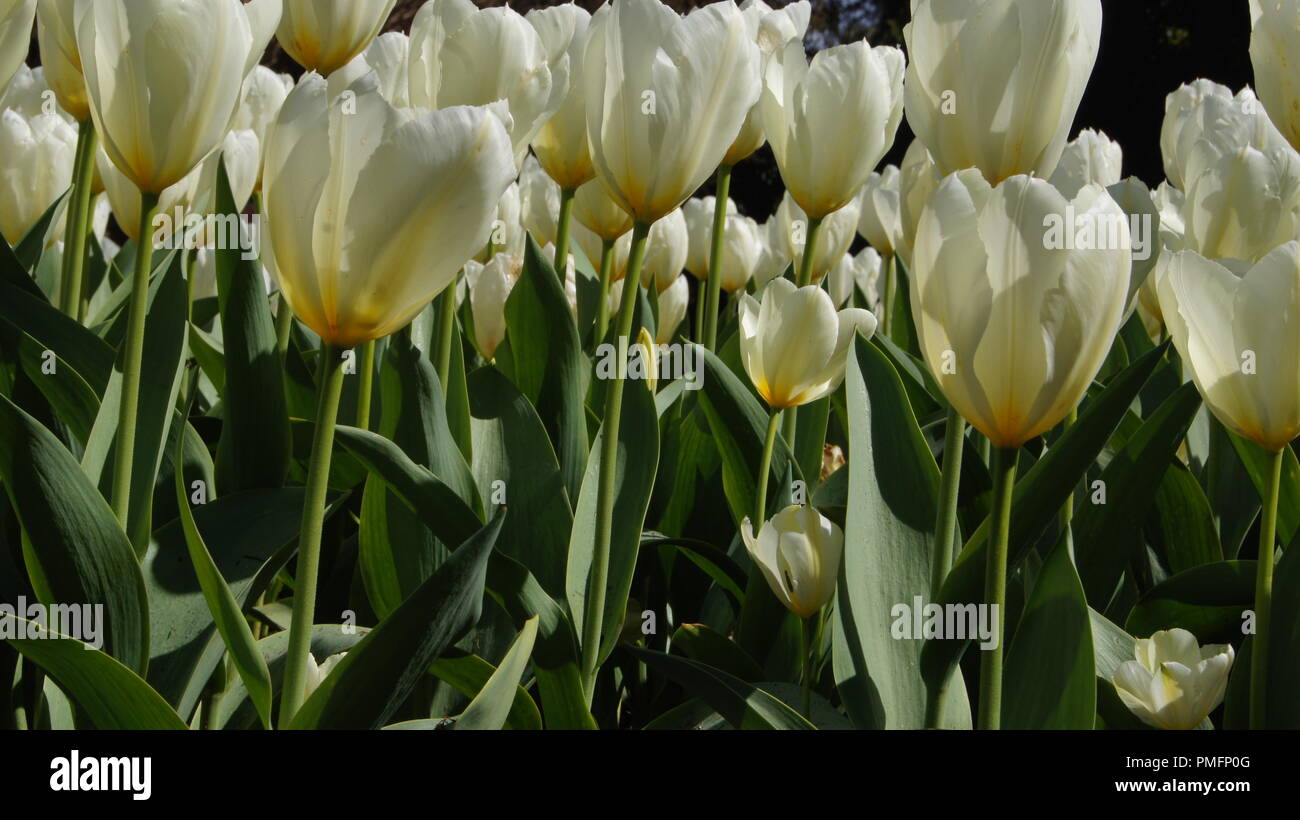 Open Tulips Stock Photos & Open Tulips Stock Images - Alamy