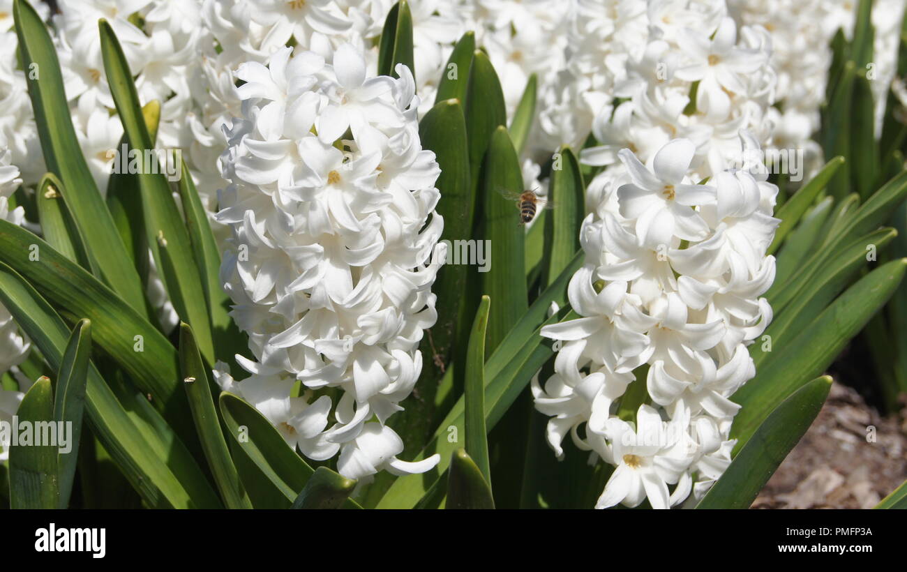 Sunny day with white flower hi-res stock photography and images - Alamy
