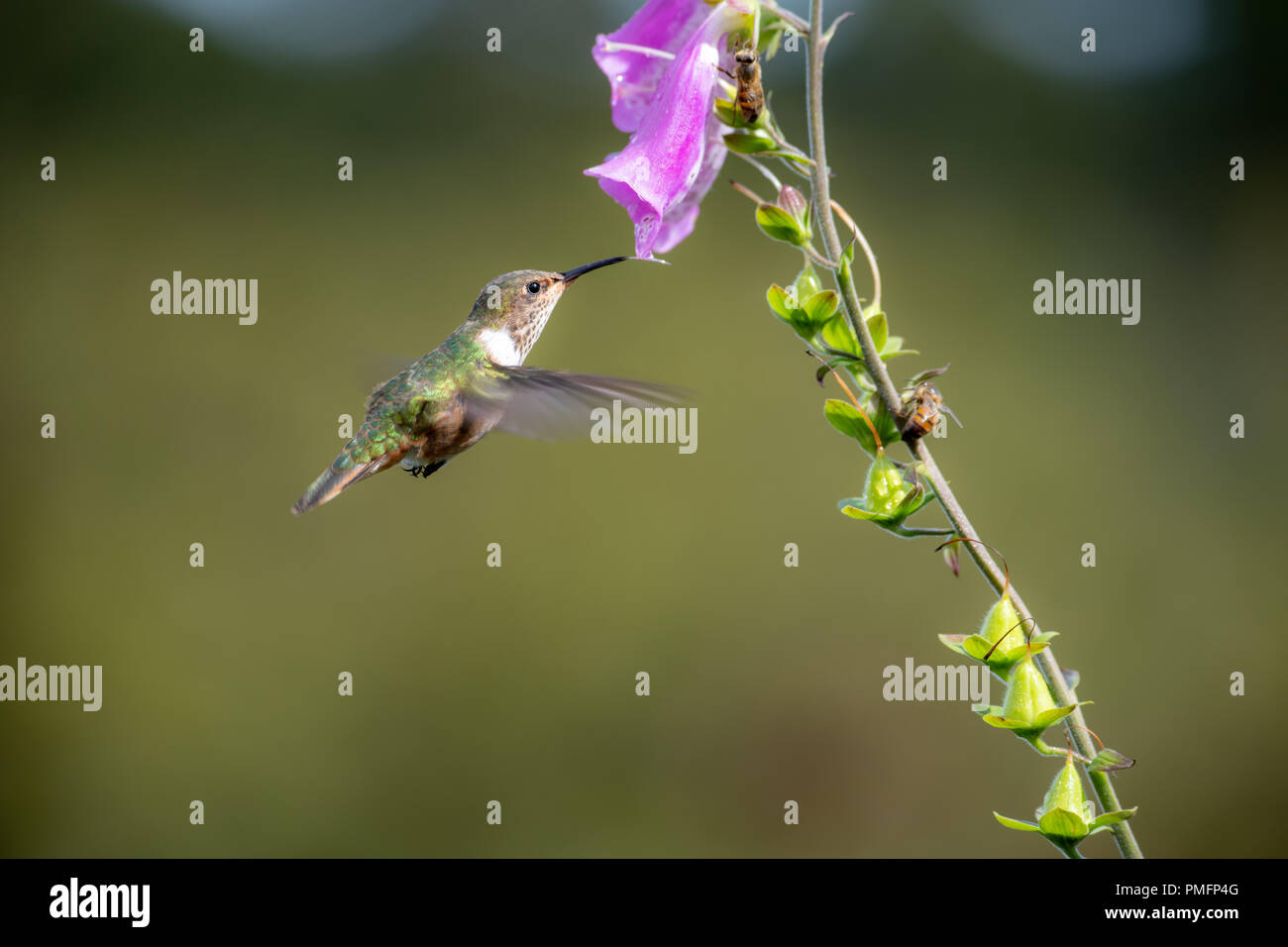 Volcano hummingbird (Selasphorus flammula) in Costa Rica with blurred ...