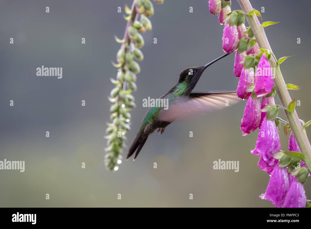 Eugenes spectabilis hi-res stock photography and images - Alamy