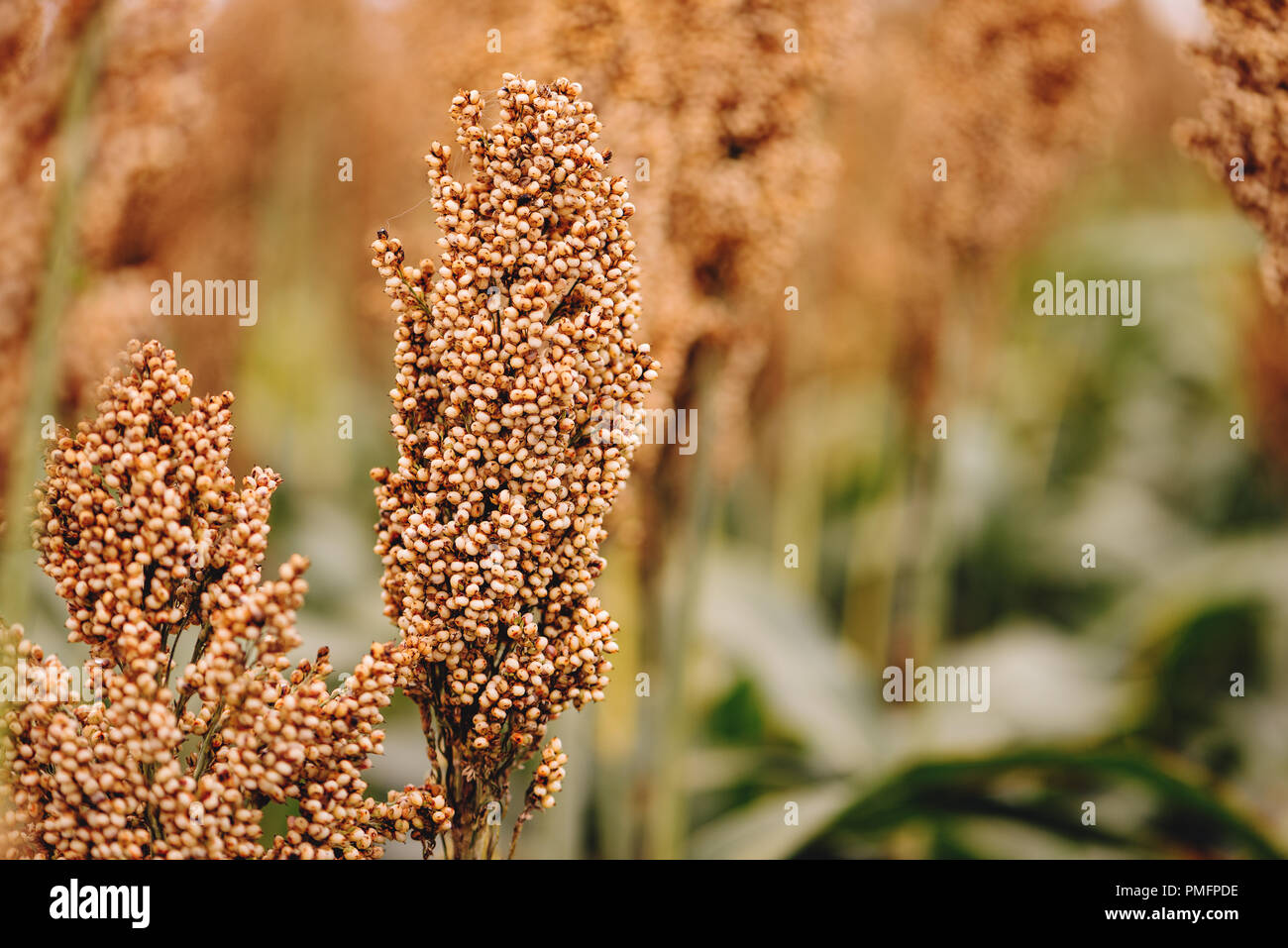 Sorghum plant hi-res stock photography and images - Alamy