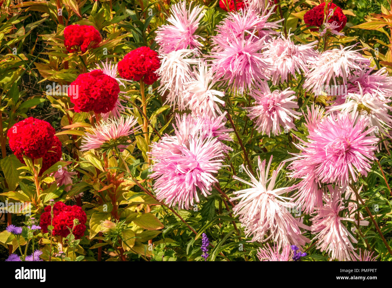 Mix Red Celosia and Pink China Aster Callistephus chinensis " Irma ...