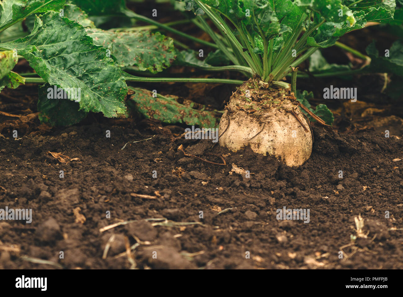 Sugar beet crop in the field hi-res stock photography and images - Alamy