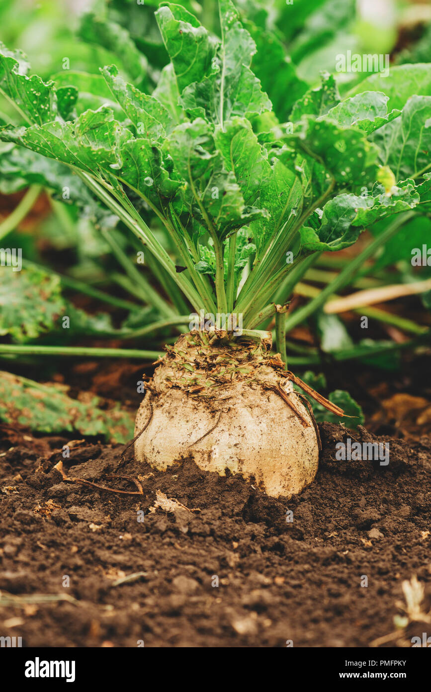 Sugar beet root crop organically grown in cultivated field Stock Photo ...