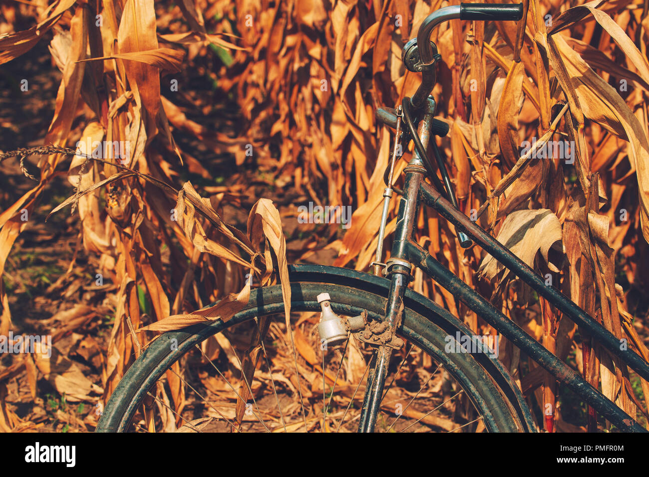 Vintage bicycle in corn field leaning on to ripe plant stems Stock ...