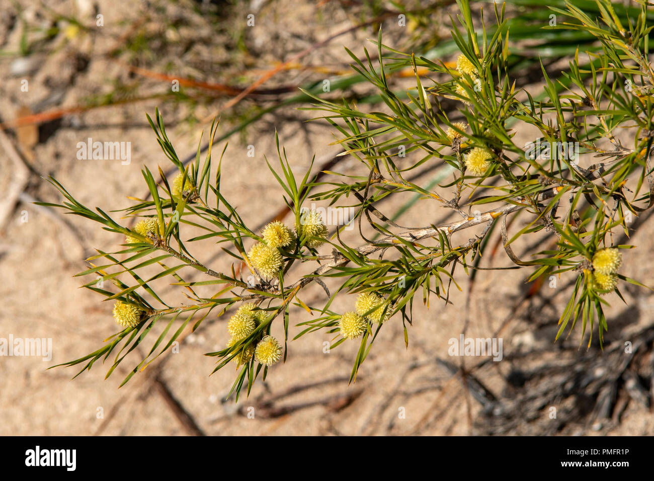 Melaleuca uncinata, Broombush Stock Photo - Alamy