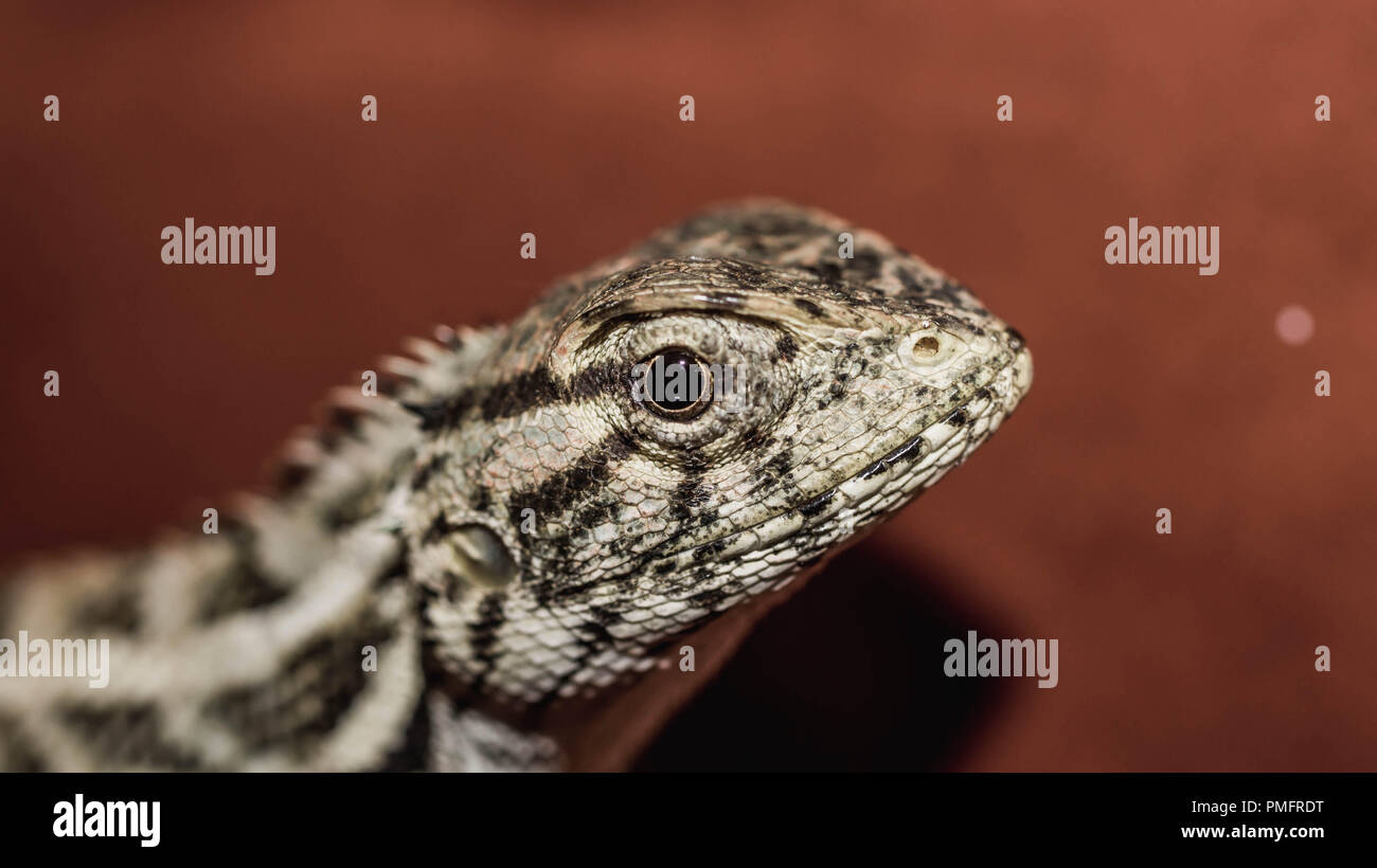 head closeup of a lizard Stock Photo - Alamy