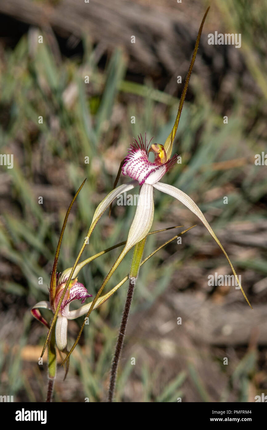 Caladenia longicauda, White Spider Orchid Stock Photo - Alamy