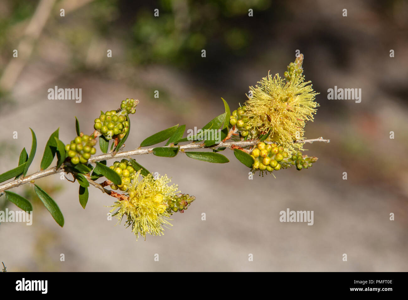 Melaleuca hi-res stock photography and images - Alamy