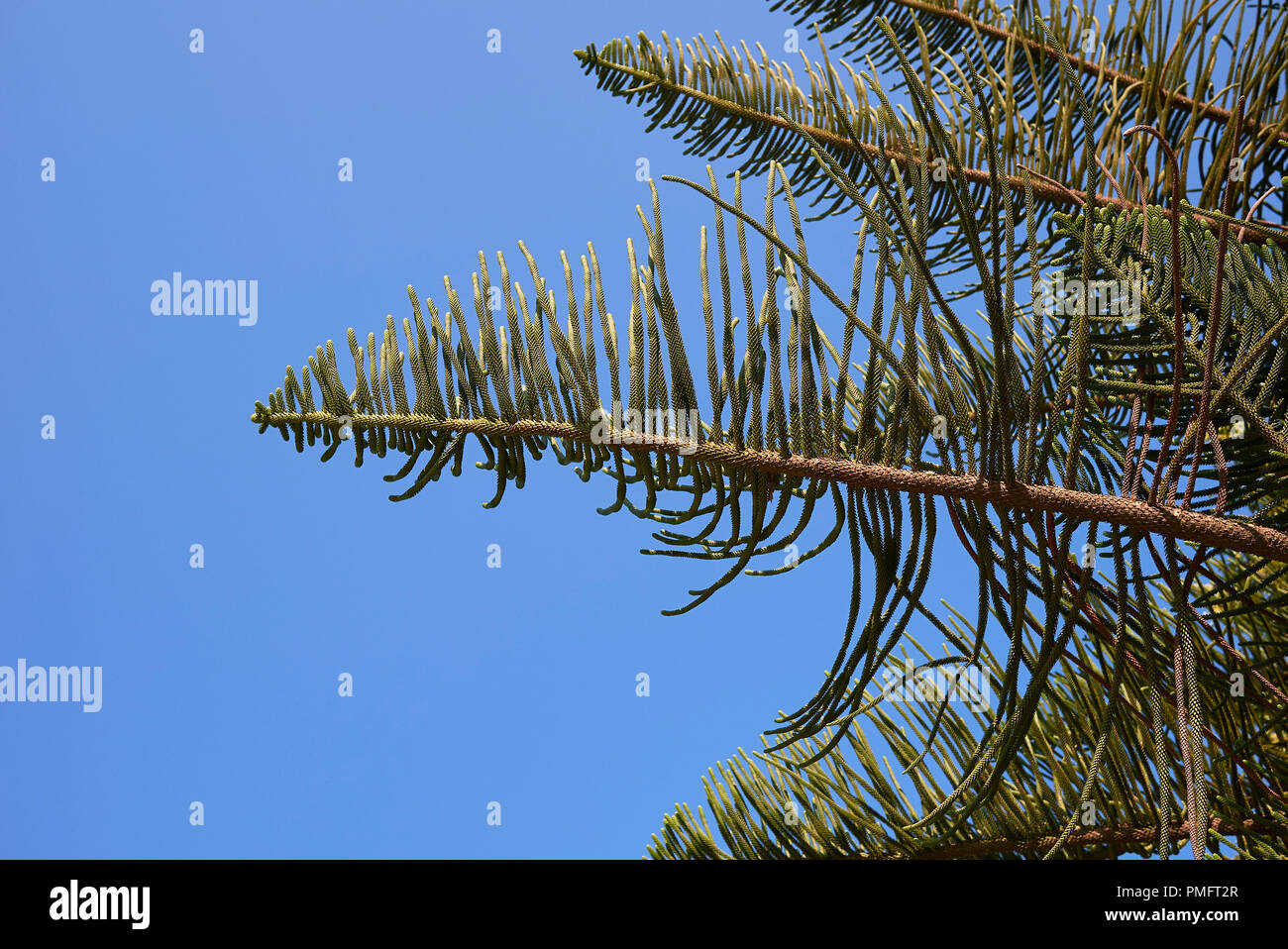 Araucaria heterophylla christmas tree hi-res stock photography and ...