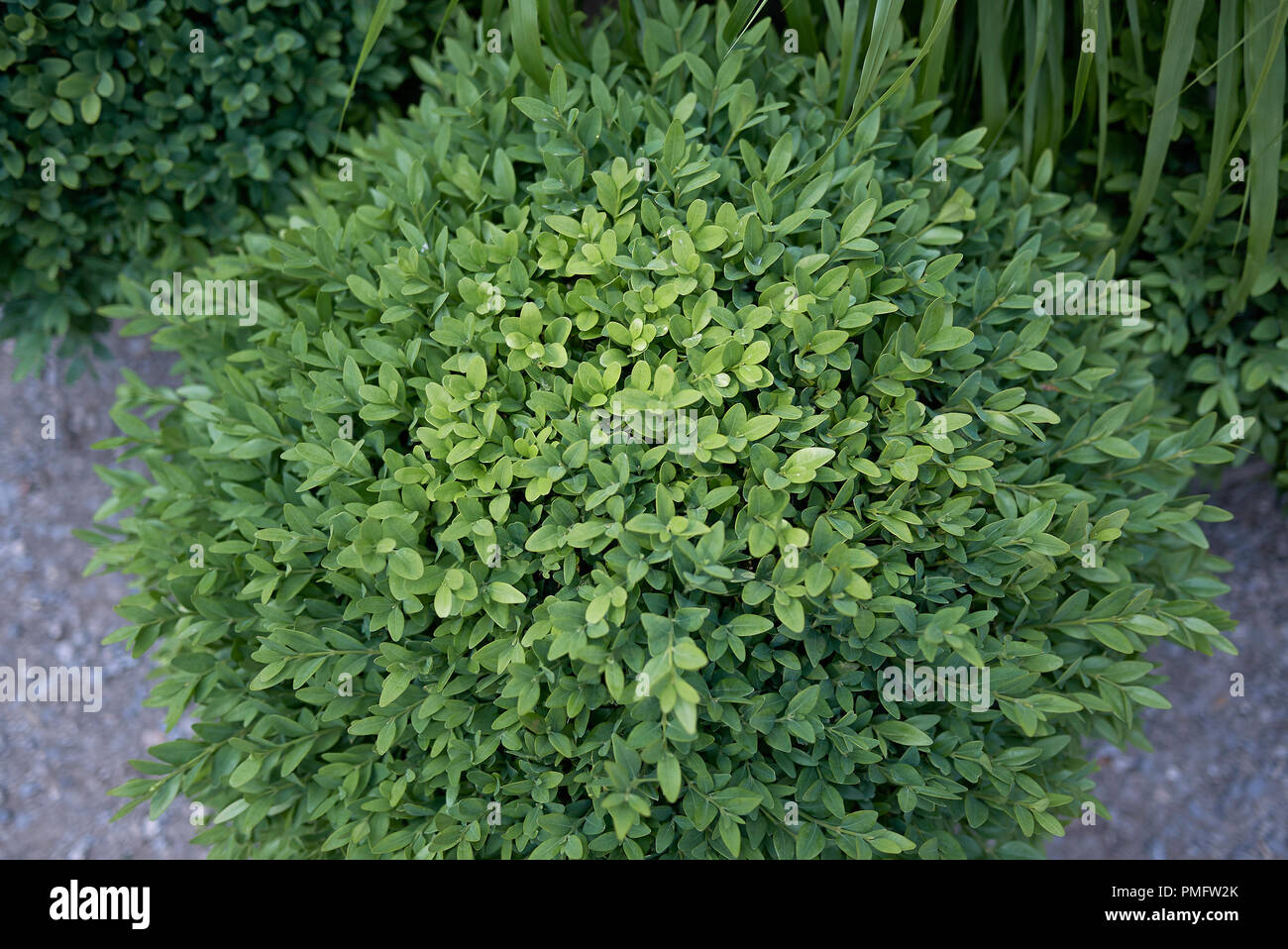 Box buxus sempervirens buxaceae hi-res stock photography and images - Alamy