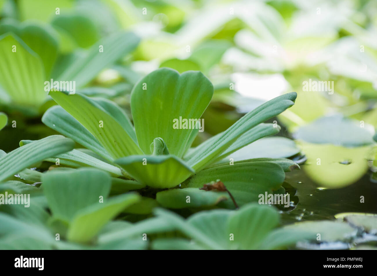 Fluffy leaves hi-res stock photography and images - Alamy