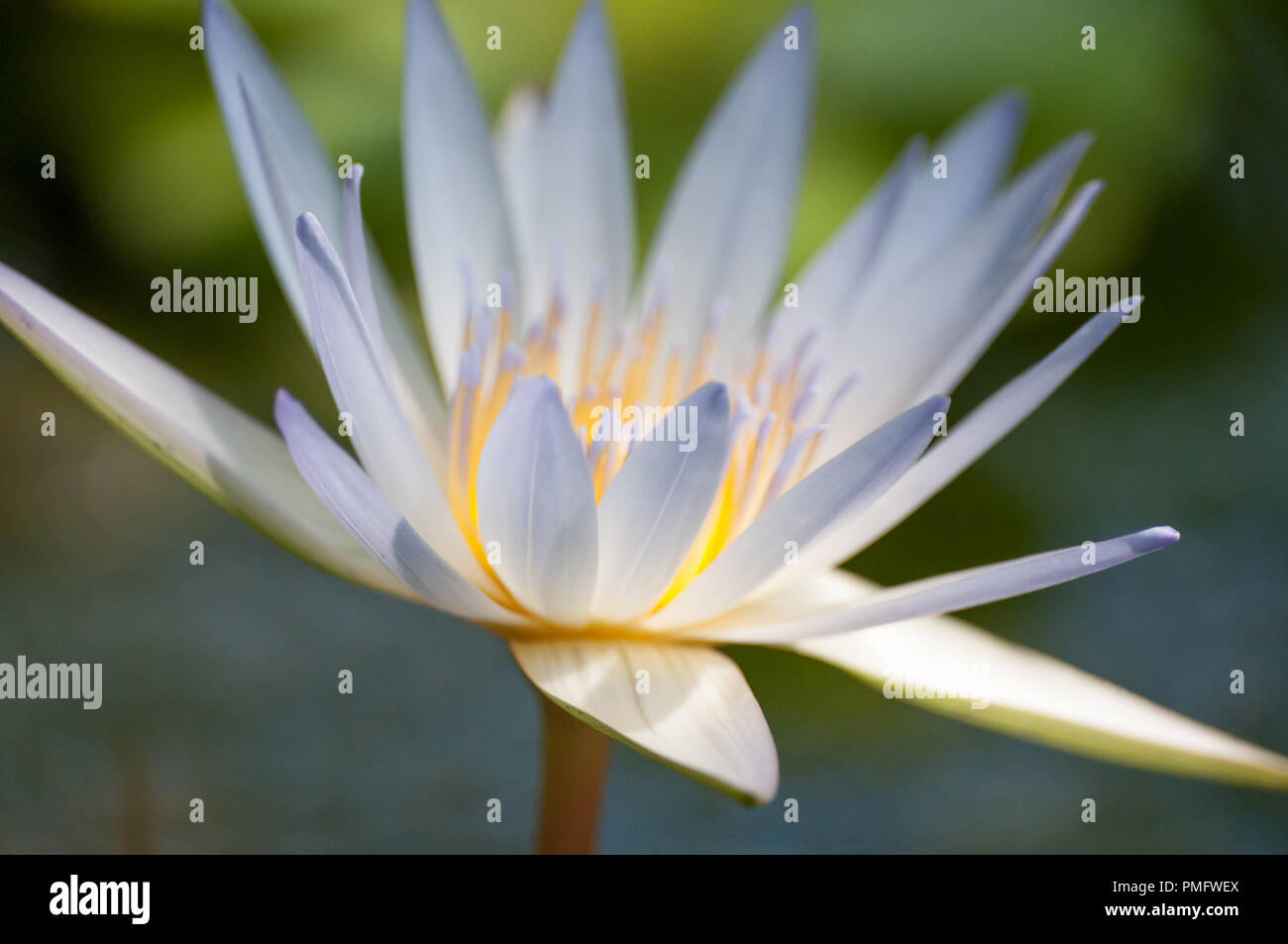 Close up water lily hi-res stock photography and images - Alamy
