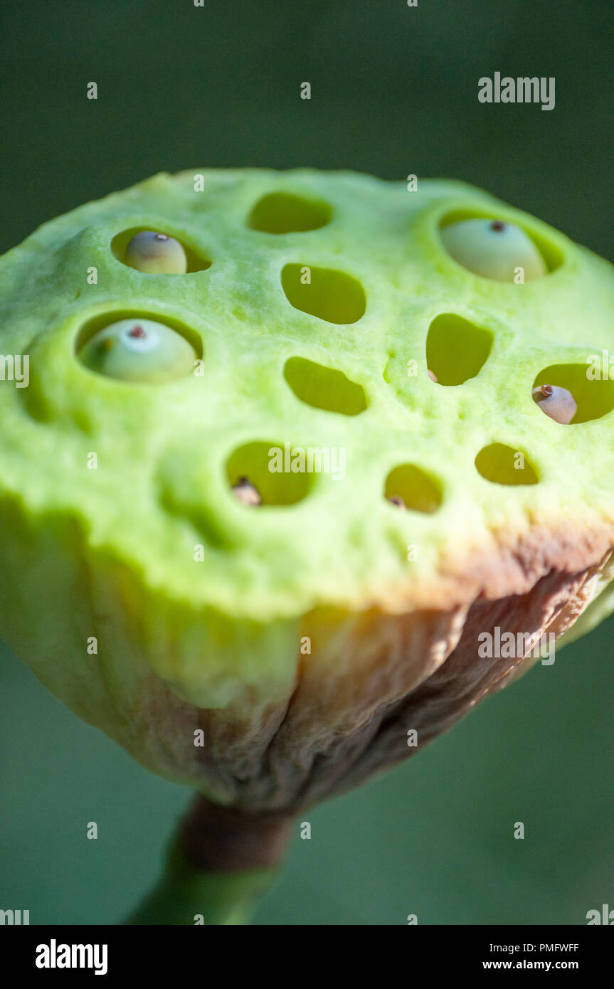 Lotus flower seed pot hi-res stock photography and images - Alamy
