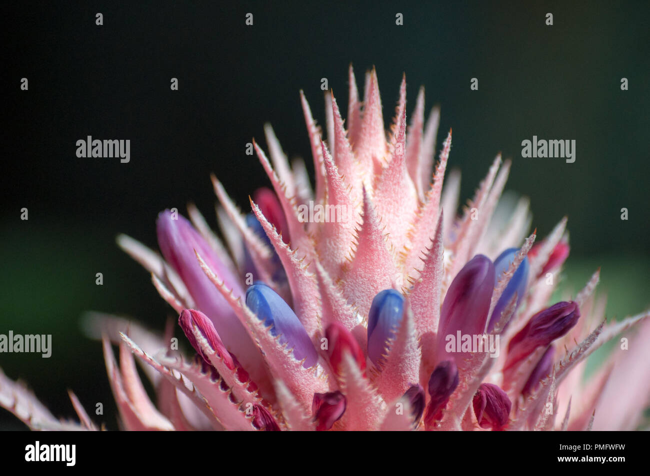 Pink Bromelia Flower High Resolution Stock Photography and Images - Alamy