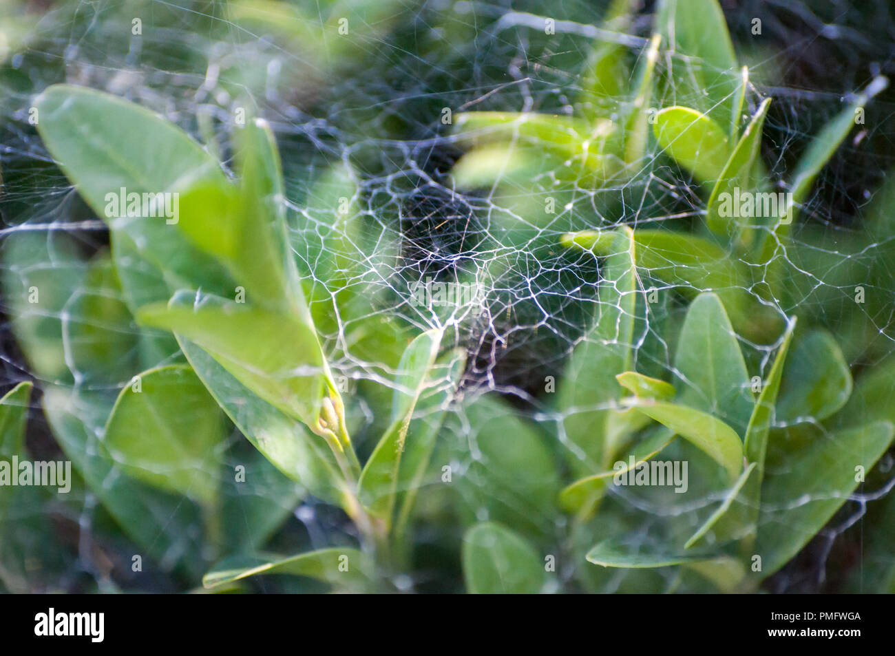 Spider plants in garden hi-res stock photography and images - Alamy