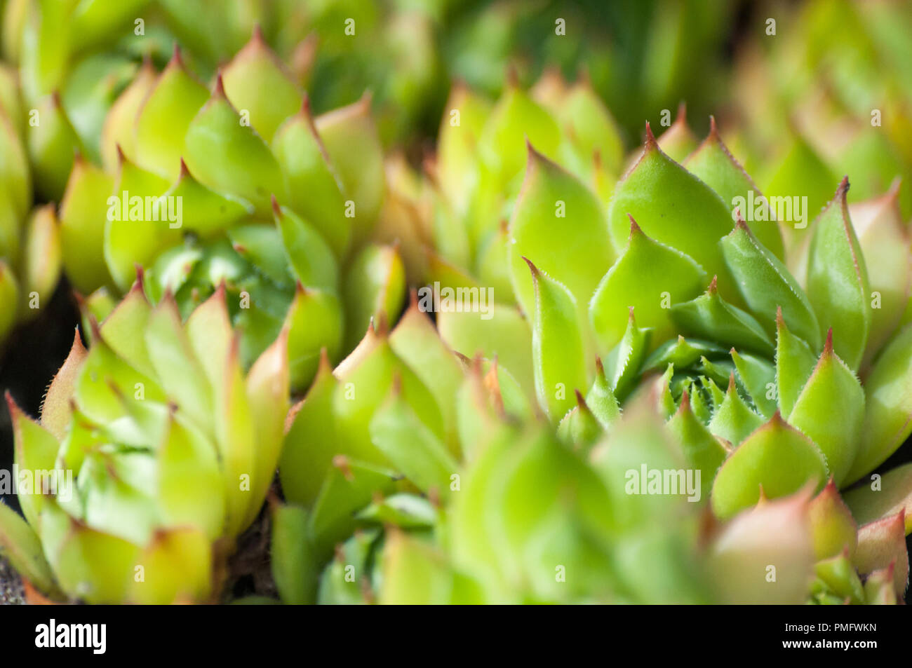 Succulent close-up in bloom Stock Photo - Alamy