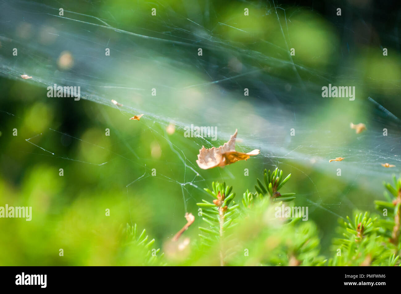 Extreme close-up of spider web stretched over plants Stock Photo - Alamy
