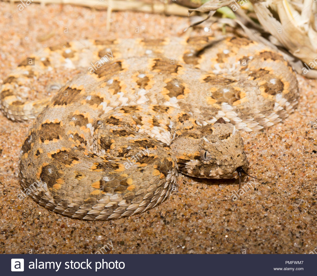 Horned Adder Stock Photos & Horned Adder Stock Images - Alamy