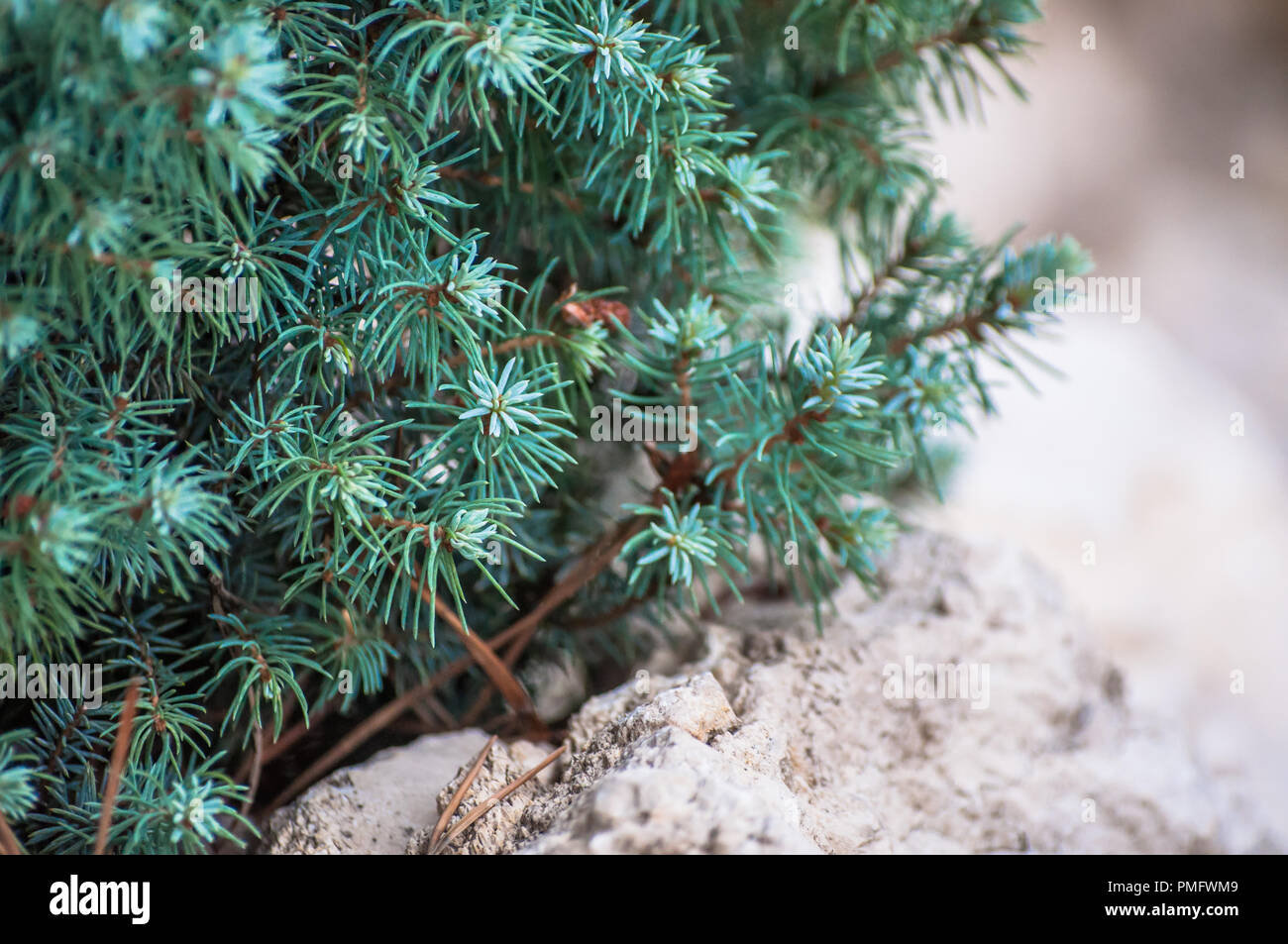 Cypress bush close hi-res stock photography and images - Alamy