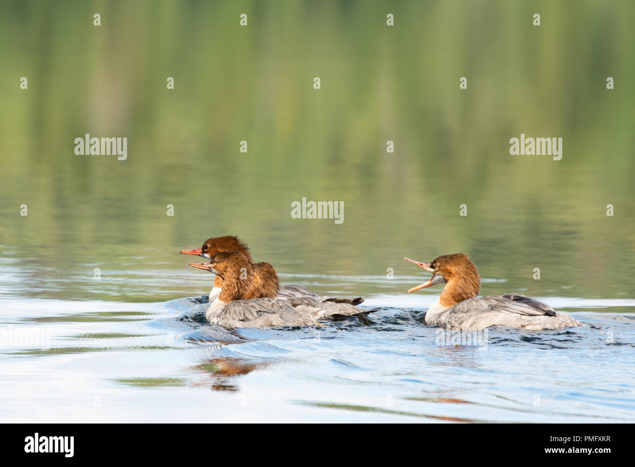 Four Common Merganser or Goosander ducks, Mergus merganser, swimming on ...