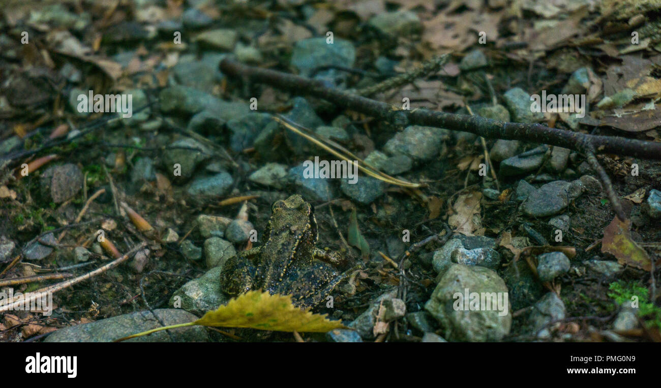 Rain forest frog Stock Photo - Alamy