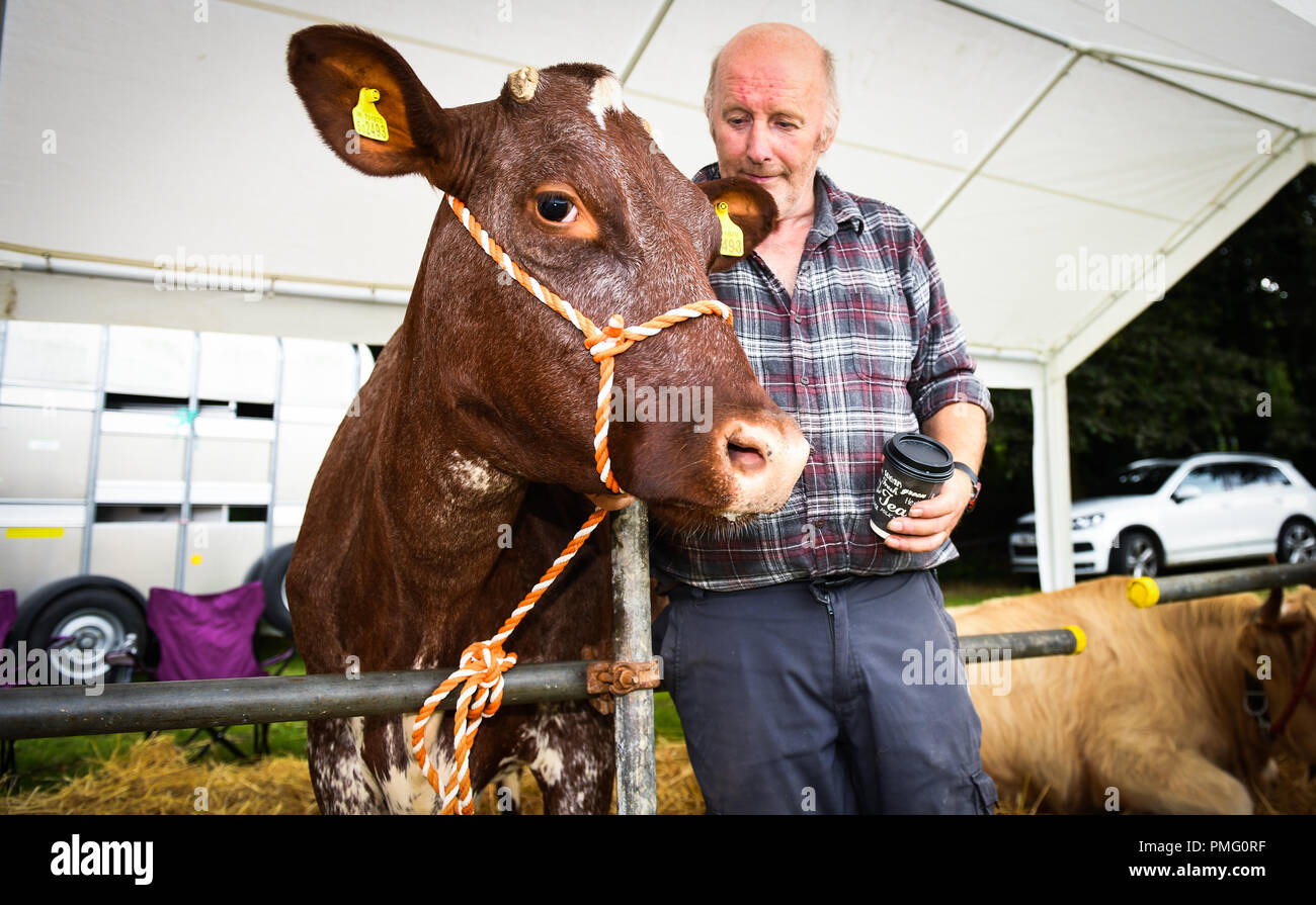 Drove of pigs hi-res stock photography and images - Alamy