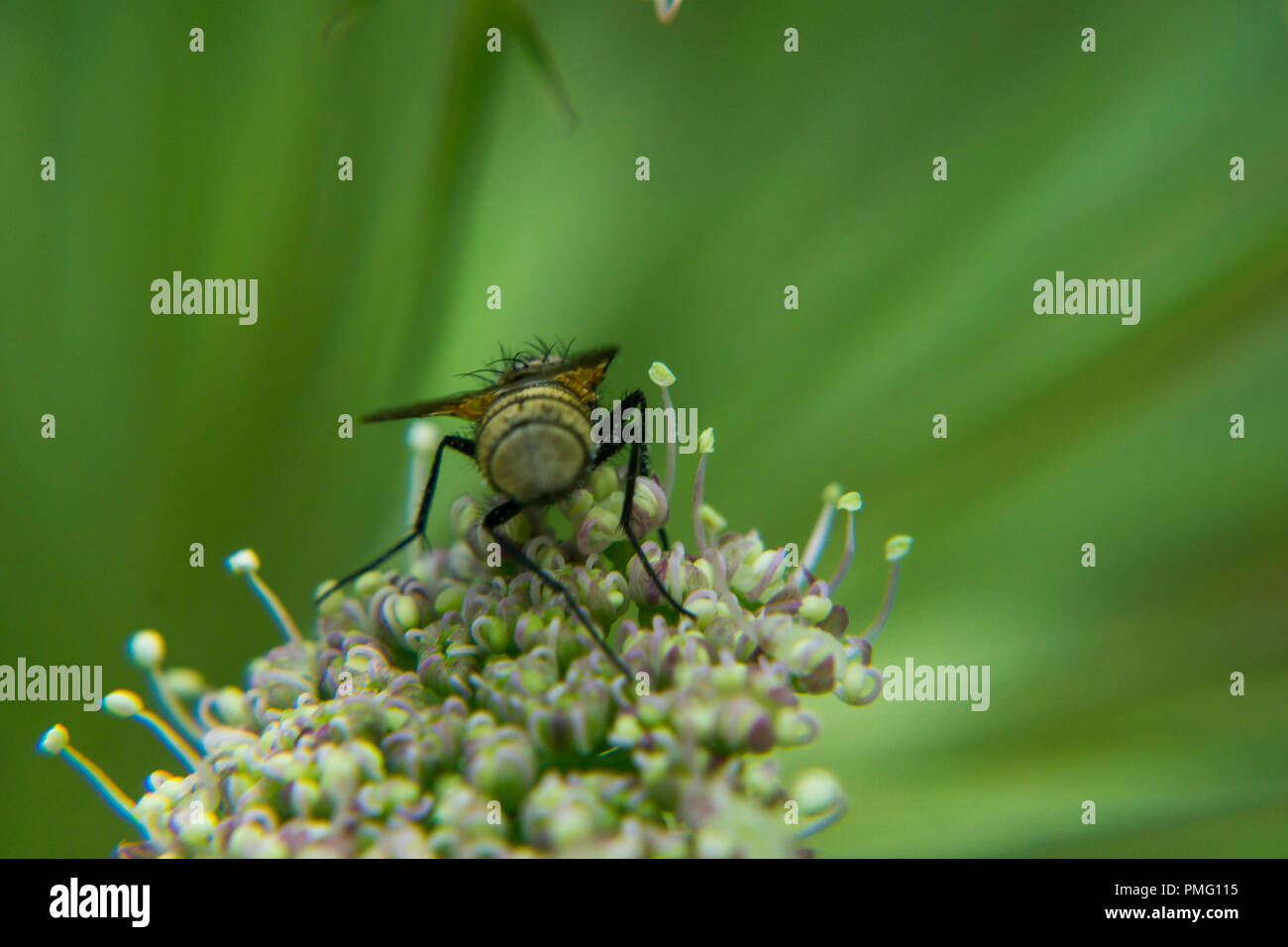 Fly close up Stock Photo - Alamy