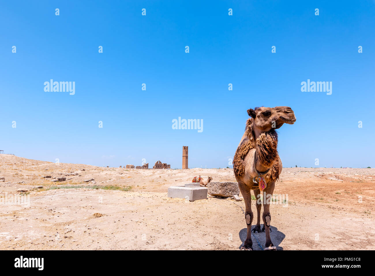 With camel view on foreground,ruins of University at Harran,one of main ...