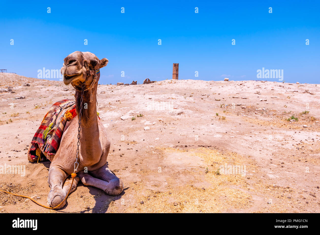 With camel view on foreground,ruins of University at Harran,one of main ...
