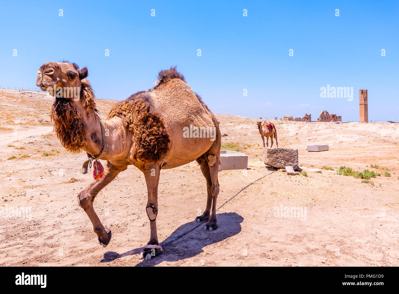 With camel view on foreground,ruins of University at Harran,one of main ...